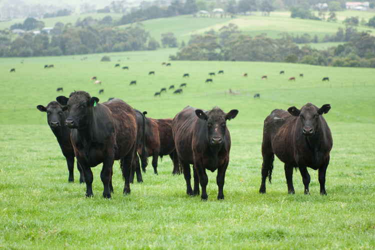 Beef – Fairway Packing